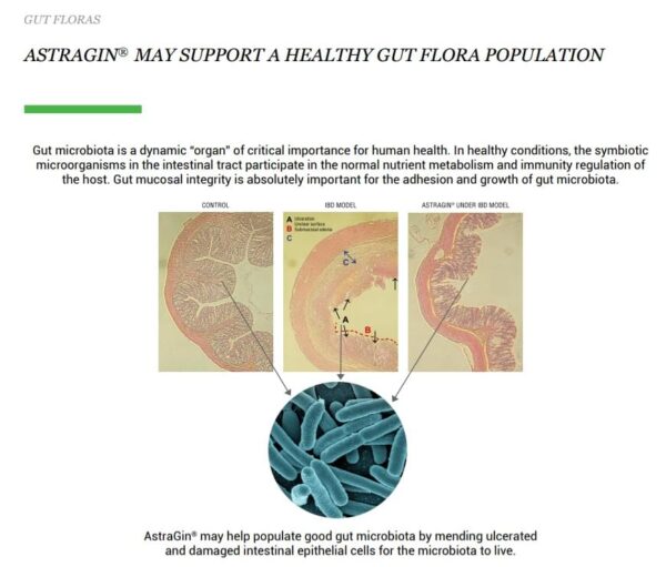 What Is AstraGin | Increase Nutrient Aborption | Time 4 Nutrition