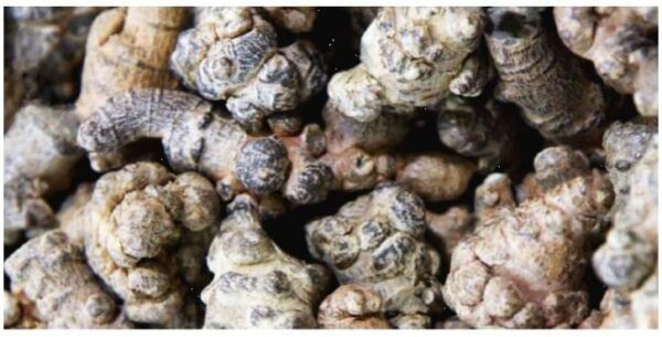 What Is AstraGin | Increase Nutrient Aborption | Time 4 Nutrition