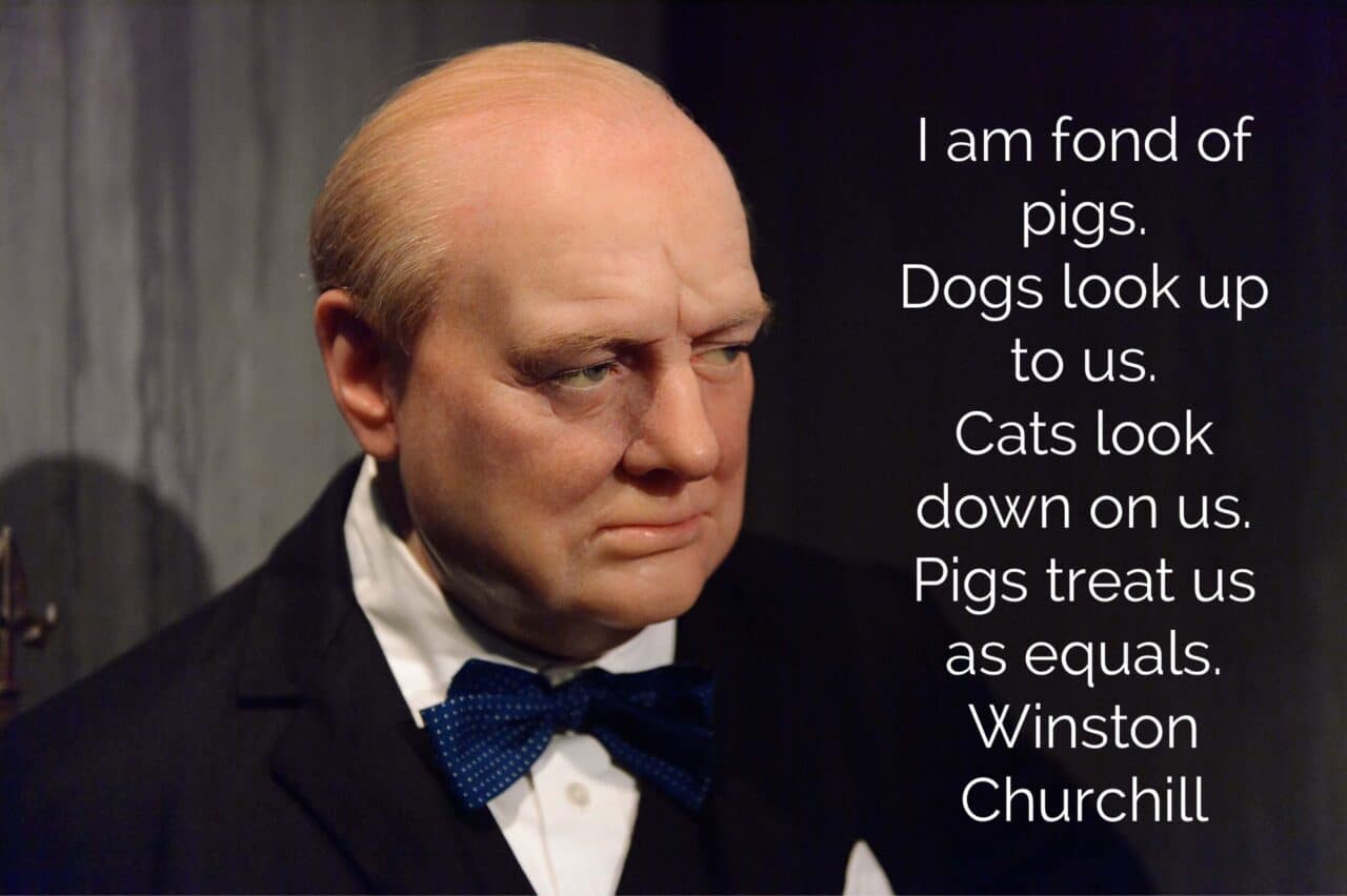 Combat Obesity | Eat Like A Pig | Time 4 Nutrition Article